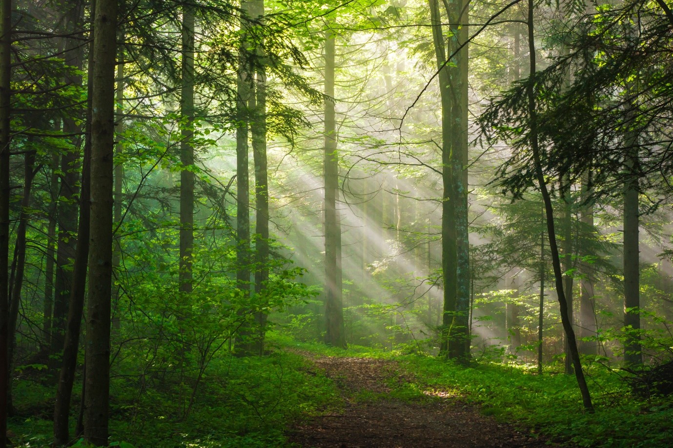 Learning from the partnerships in the ‘Wood-Wide Web’ - Stellar ...